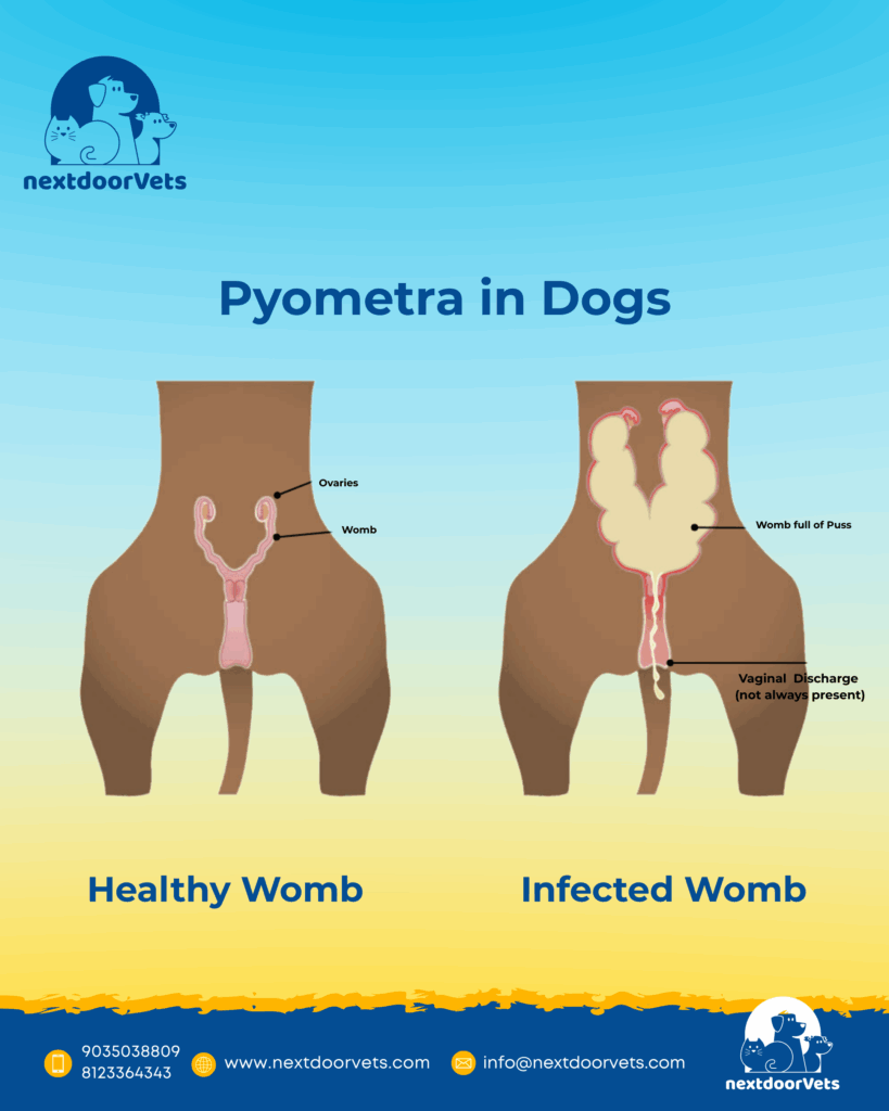 Pyometra in Dogs: Symptoms, Treatment & Prevention Tips